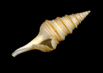 弓舌总科 Toxoglossa 蓝色动物学（中国动物学科普）